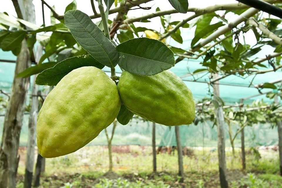 Tutto sul Cedro di Santa Maria Del Cedro