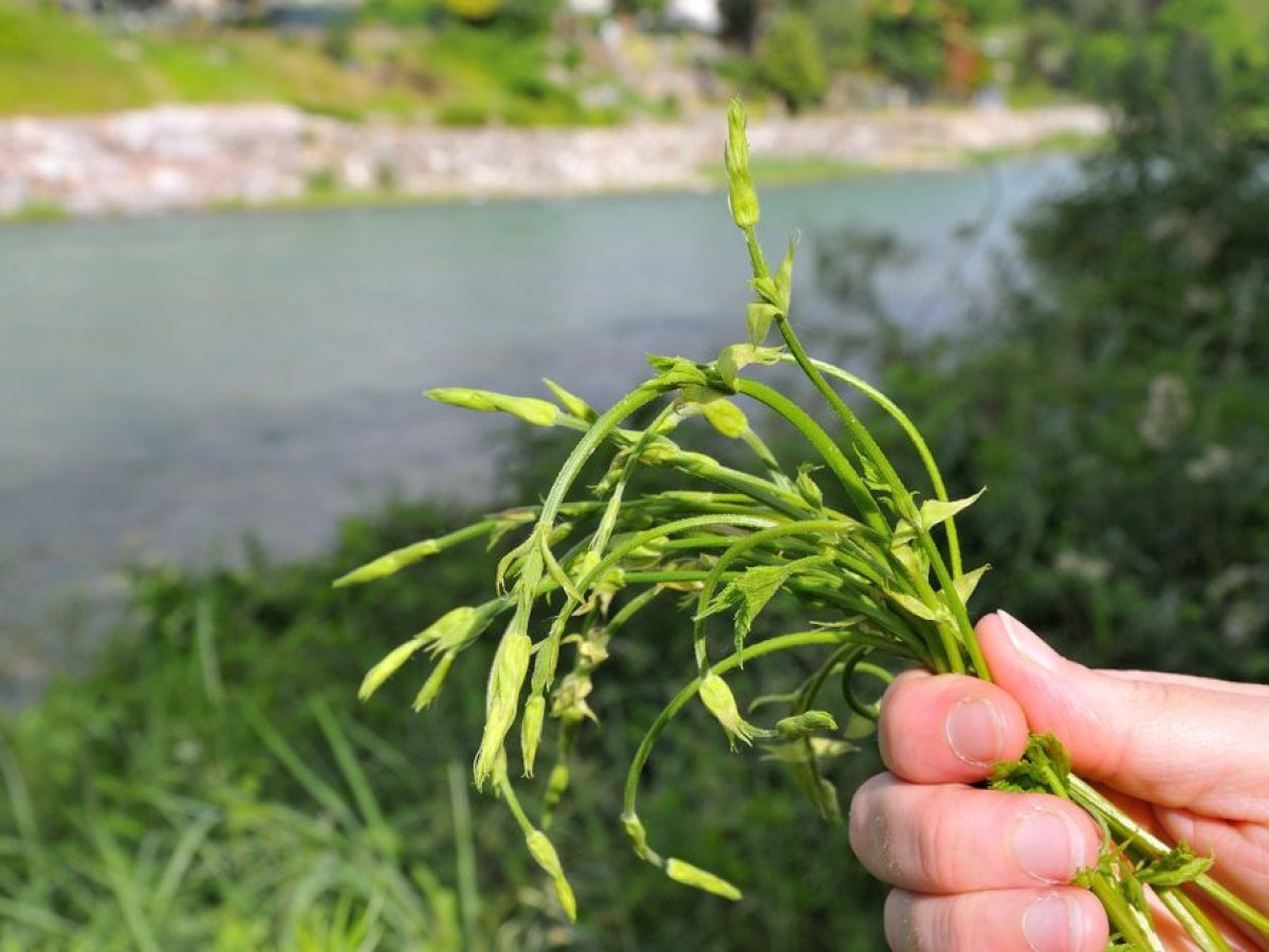 Bruscandoli: cosa sono, che proprietà hanno e come usarli in cucina